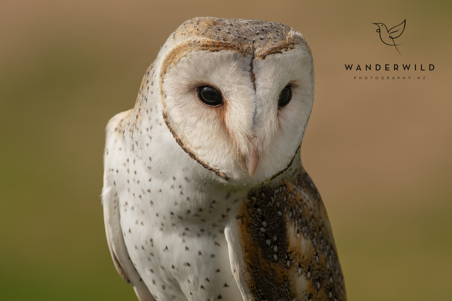 Barn owl face - Wanderwild Photography NZ