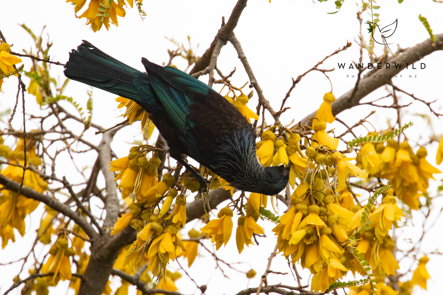 Bird sweet treats - Wanderwild Photography NZ