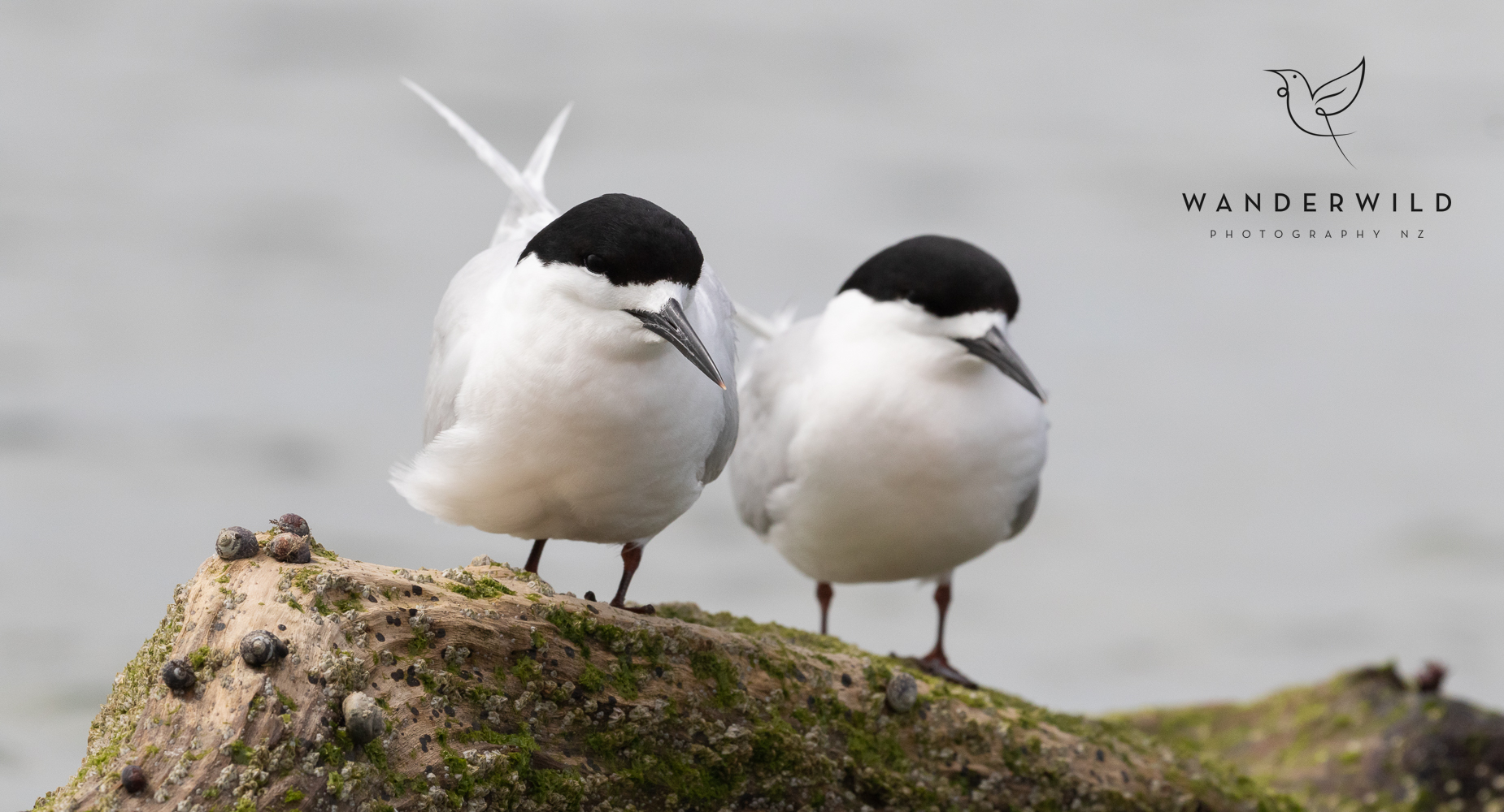 White fronted terns - Wanderwild Photography NZ