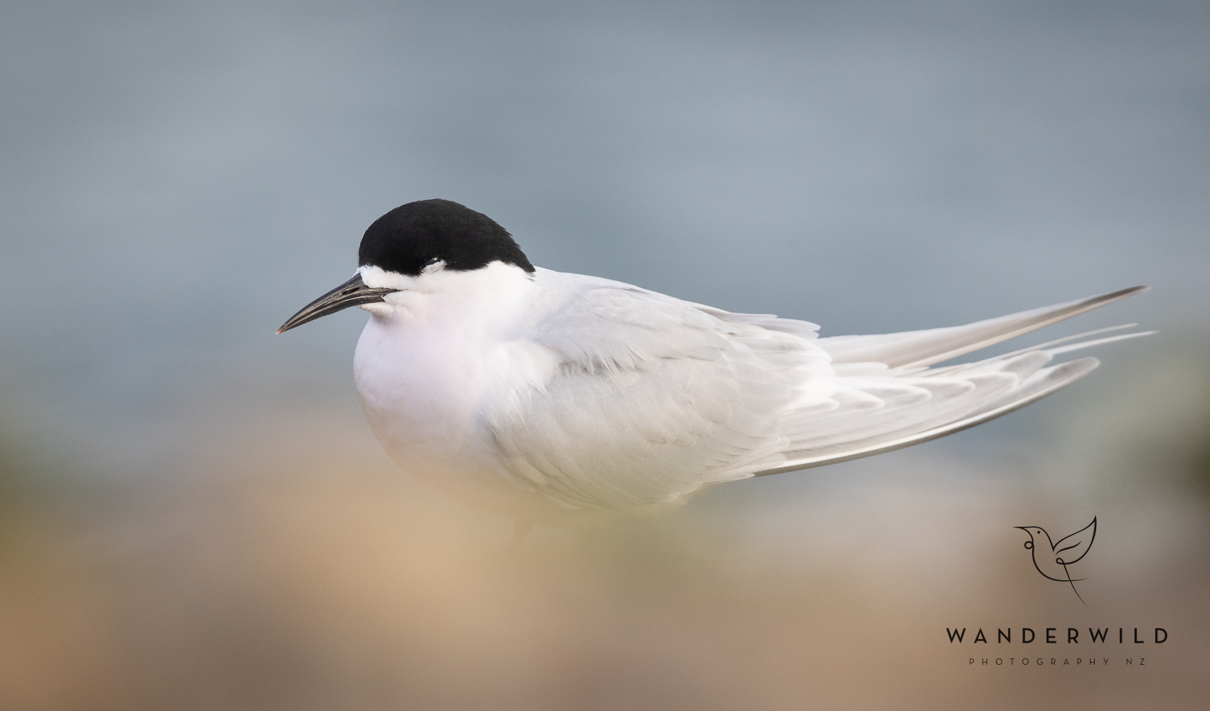 More beautiful white fronted terns - Wanderwild Photography NZ