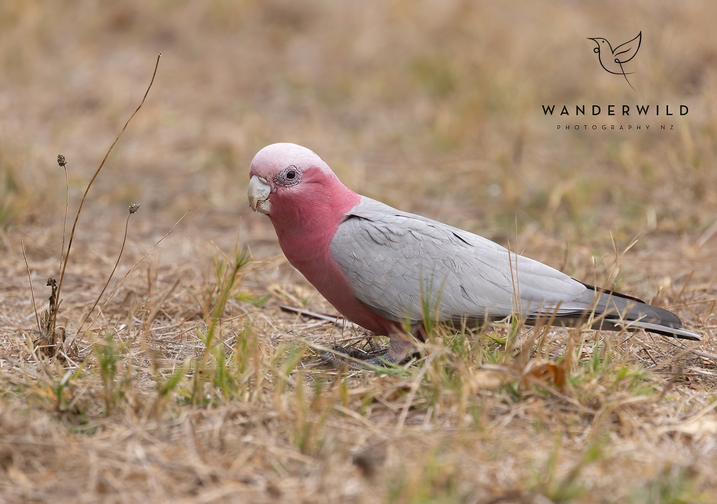 Perth birds - Wanderwild Photography NZ